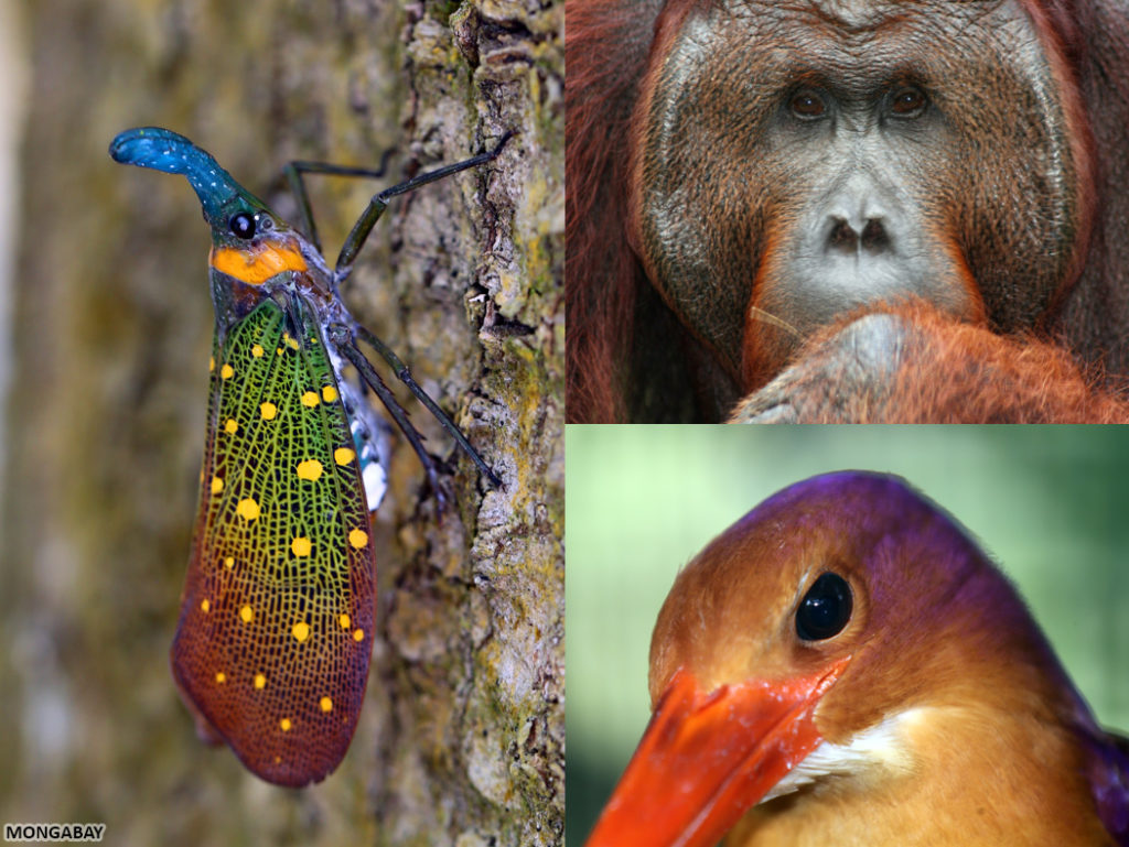 CH 2: RAINFOREST WILDLIFE – Mongabay Rainforest Site for Kids ...